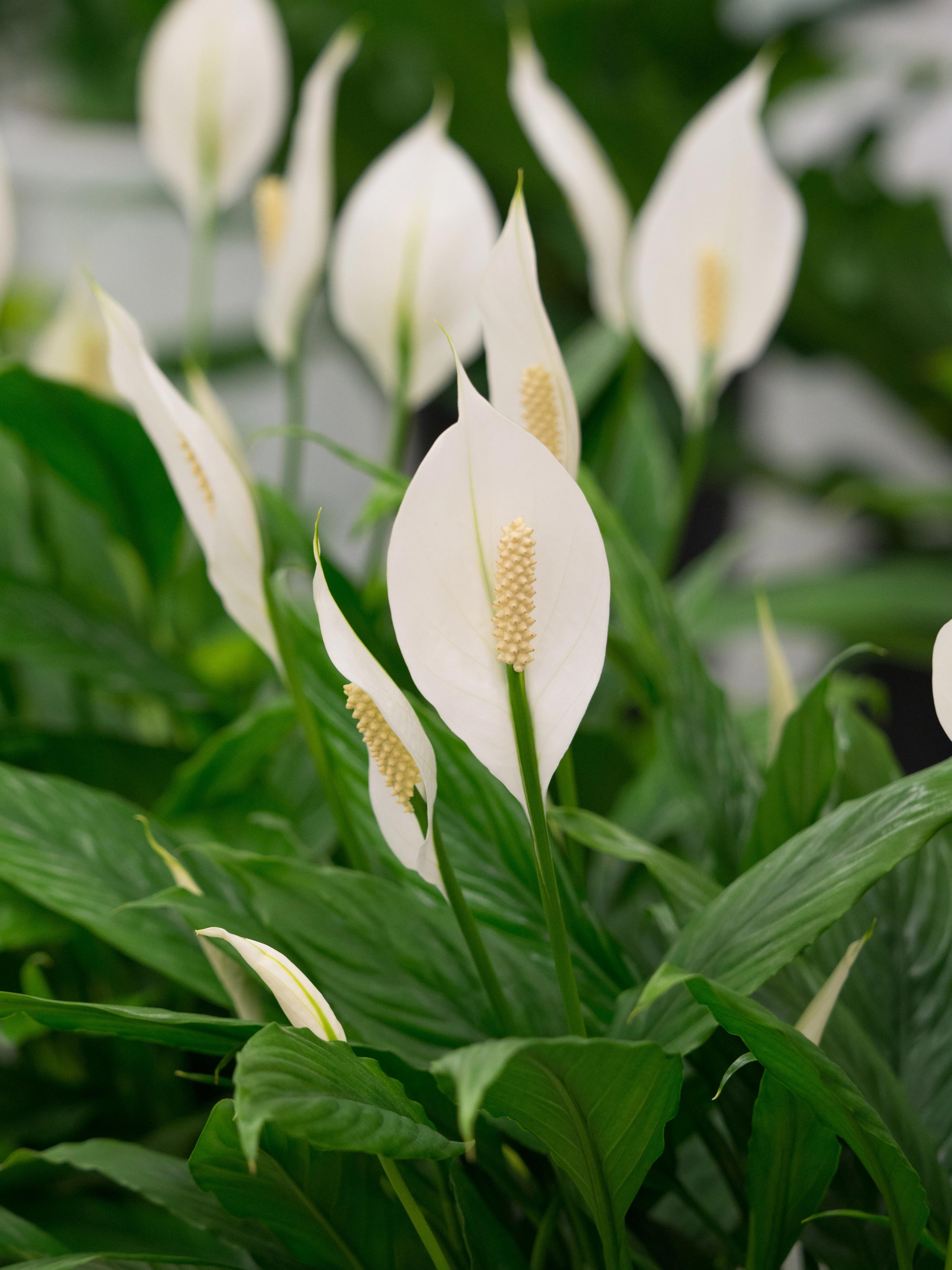 I've grown 120 houseplants — these are the easiest to care for ...