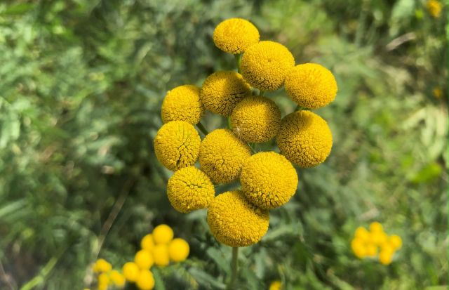 Officials report rapid spread of 'toxic' plant popping up across ...