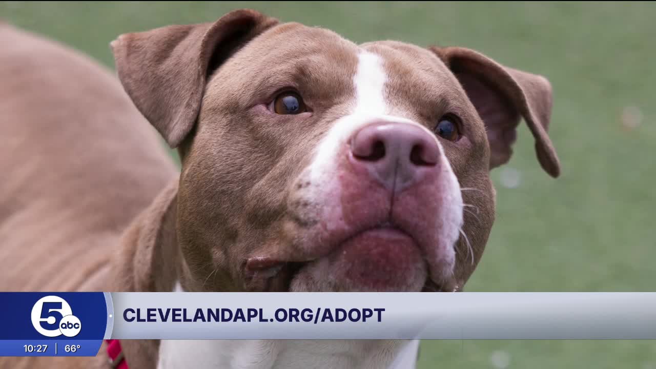 Cleveland APL pet of the week: A 6-year-old dog named Sweets!
