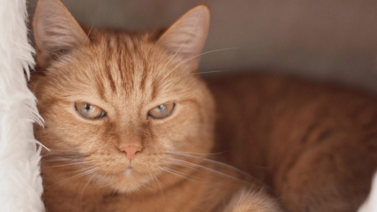 8 things your cat does before getting sick (key signs)