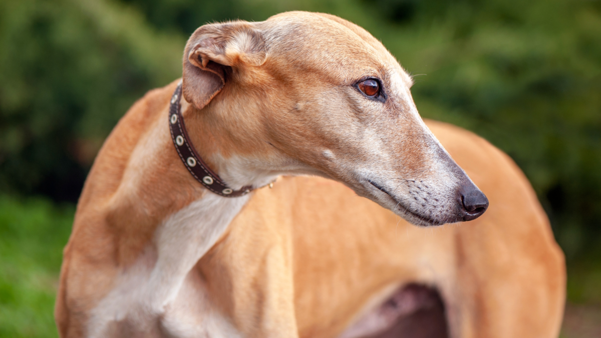 Greyhound Bambi's heartwarming first encounter with neighbor horses ...