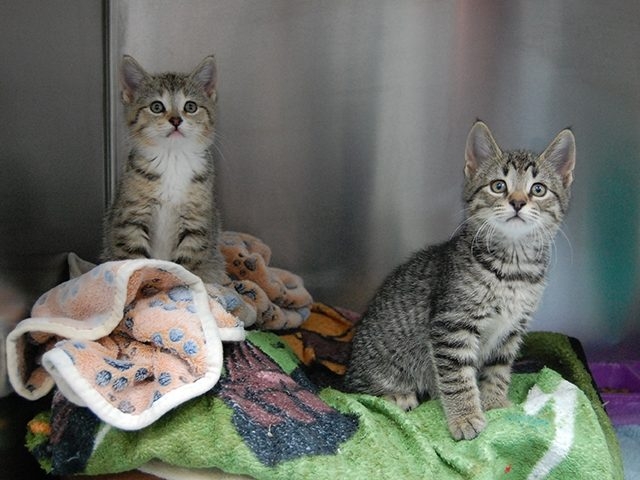 Help control the pet population at new spay and neuter clinic