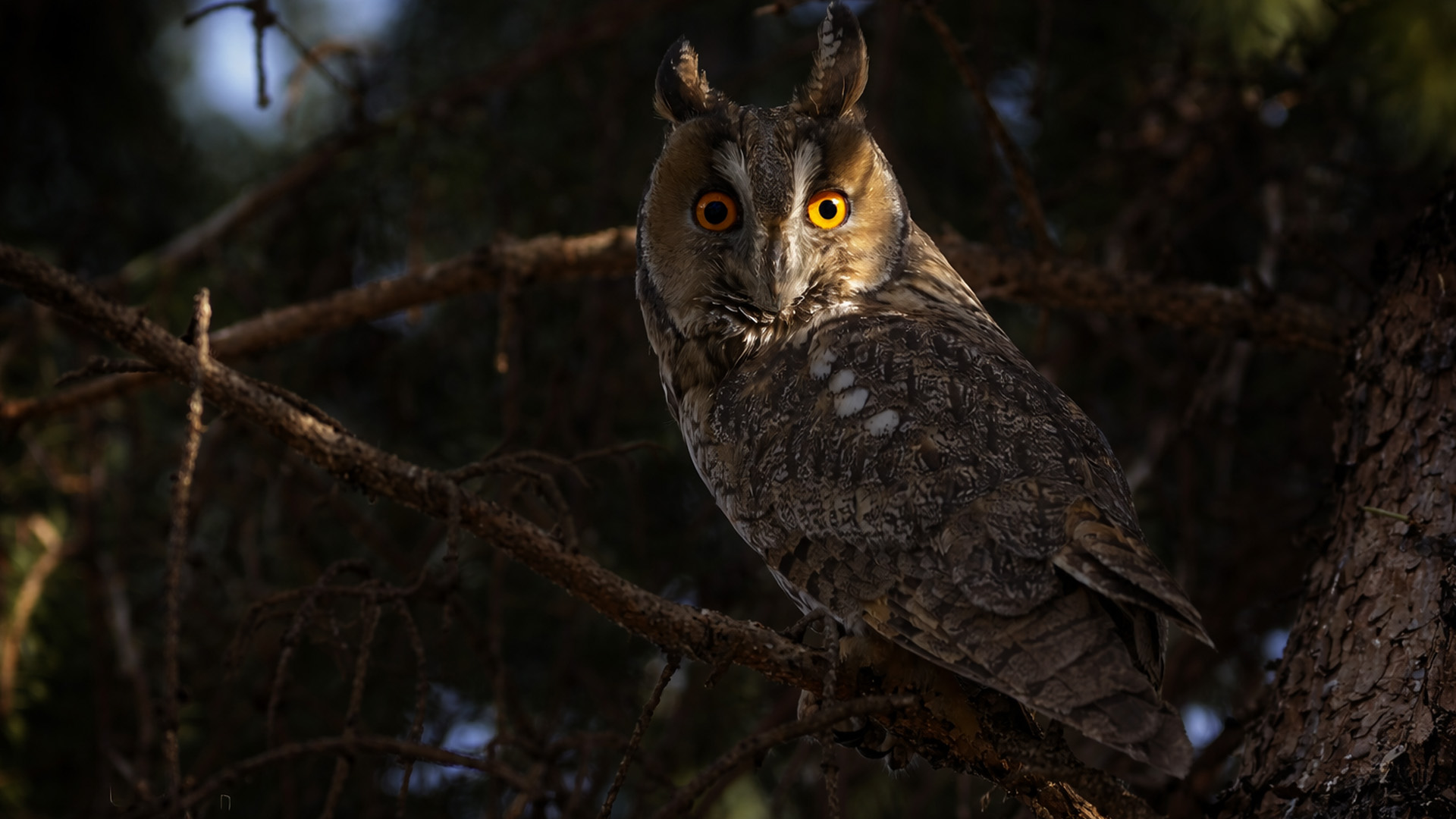 Silent owl observed on a branch - captured by hidden camera