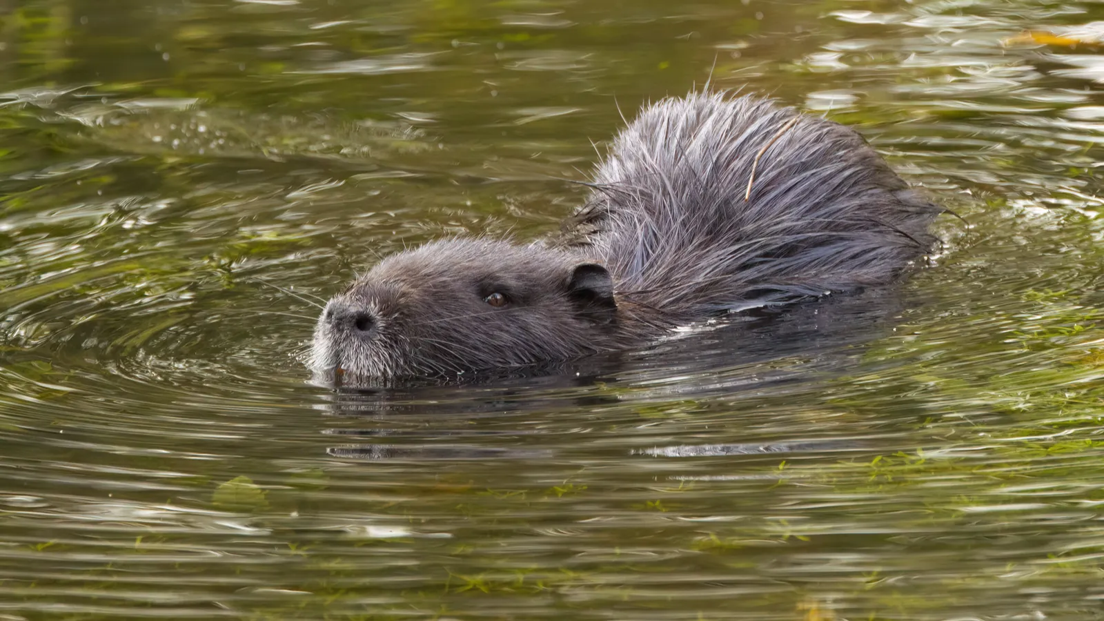 US officials encourage eating invasive species to help protect native ...