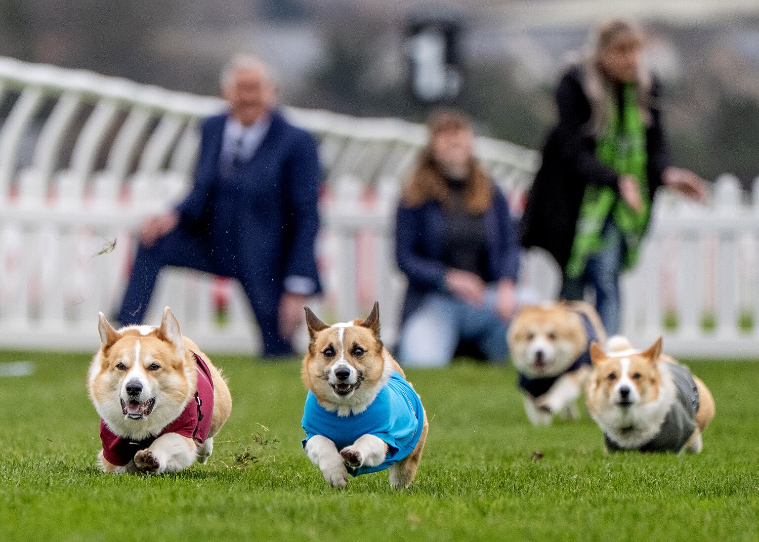 Quick off the bark: Hot dog treat spurs Islay to victory in corgi derby