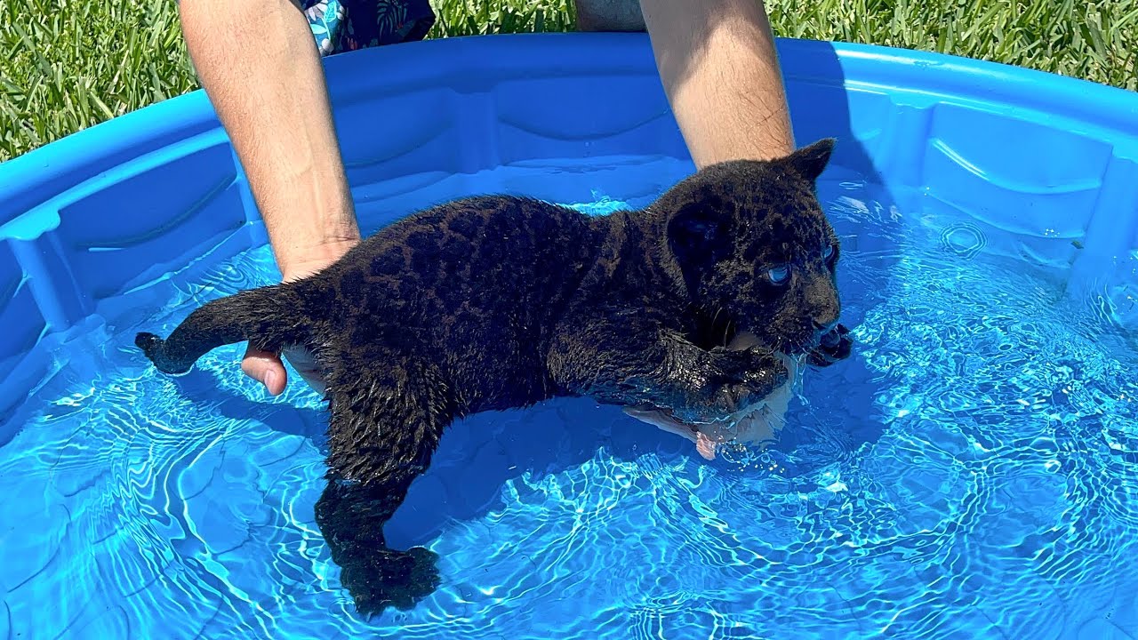 I teach a baby black panther to swim!