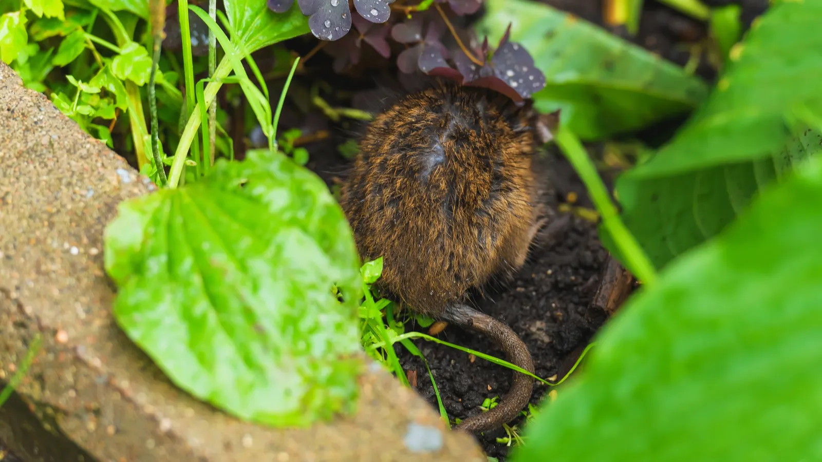 US officials encourage eating invasive species to help protect native ...