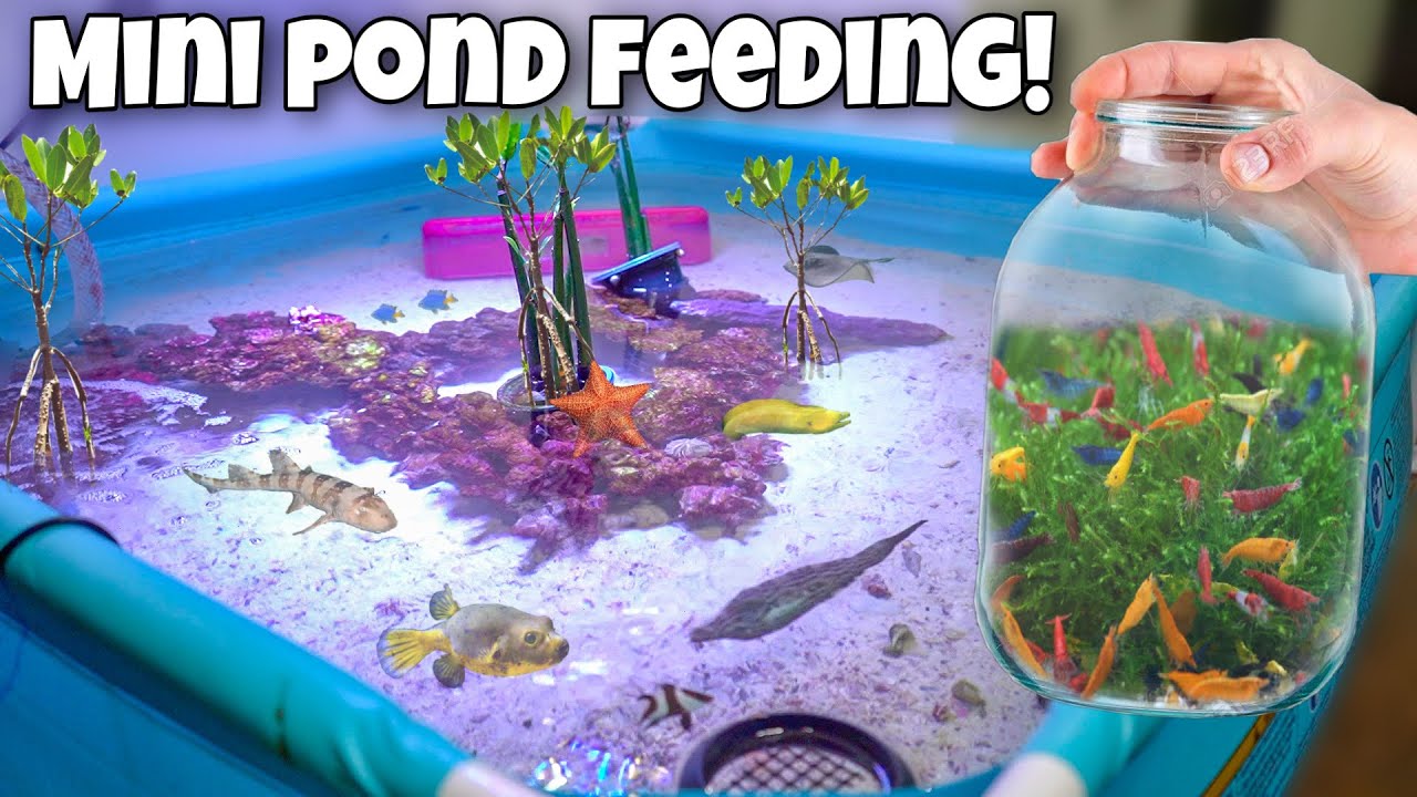 I feed my mini saltwater pond 🦐