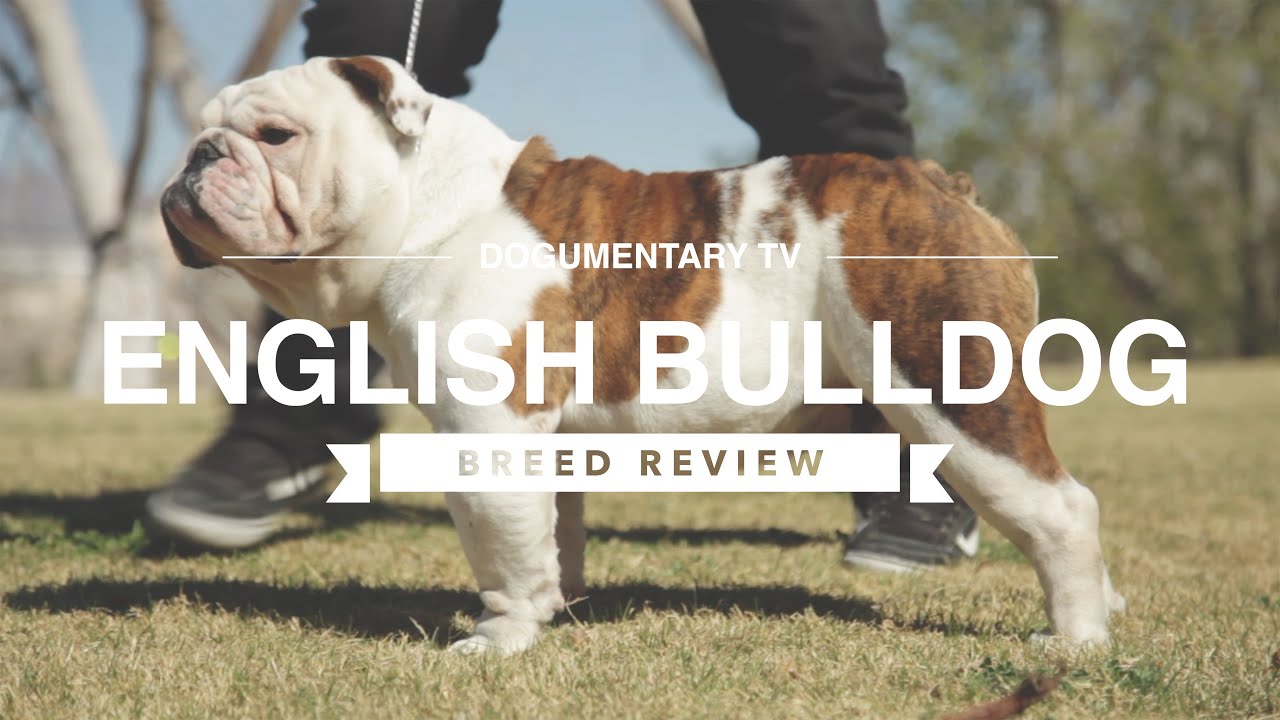 English bulldog breed review