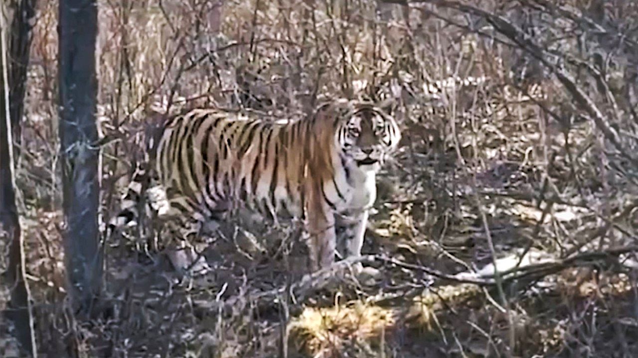 An Amur tiger smiles at some motorists in Russia