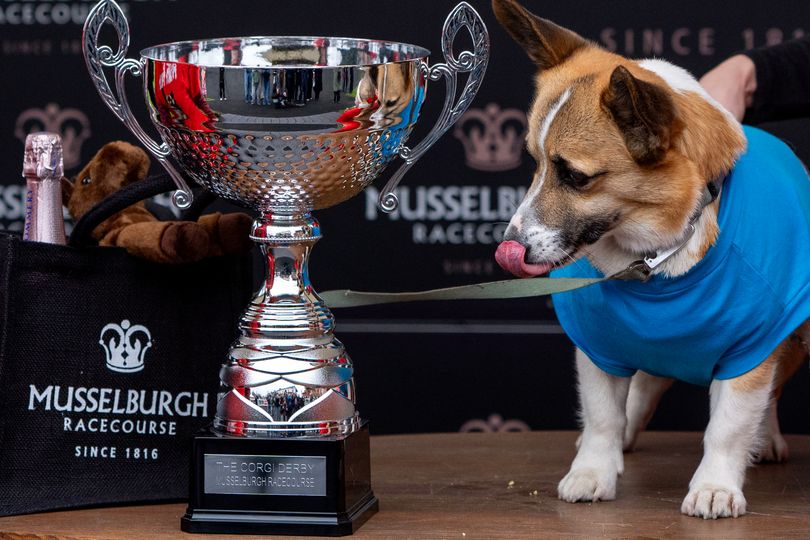 Hot dog treat spurs Islay to victory in corgi derby at Scots racecourse