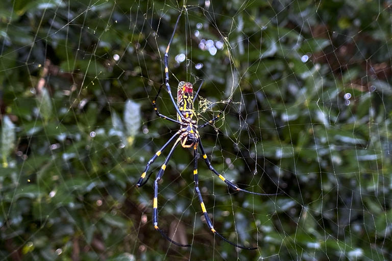 Invasive joro spiders continue their spread