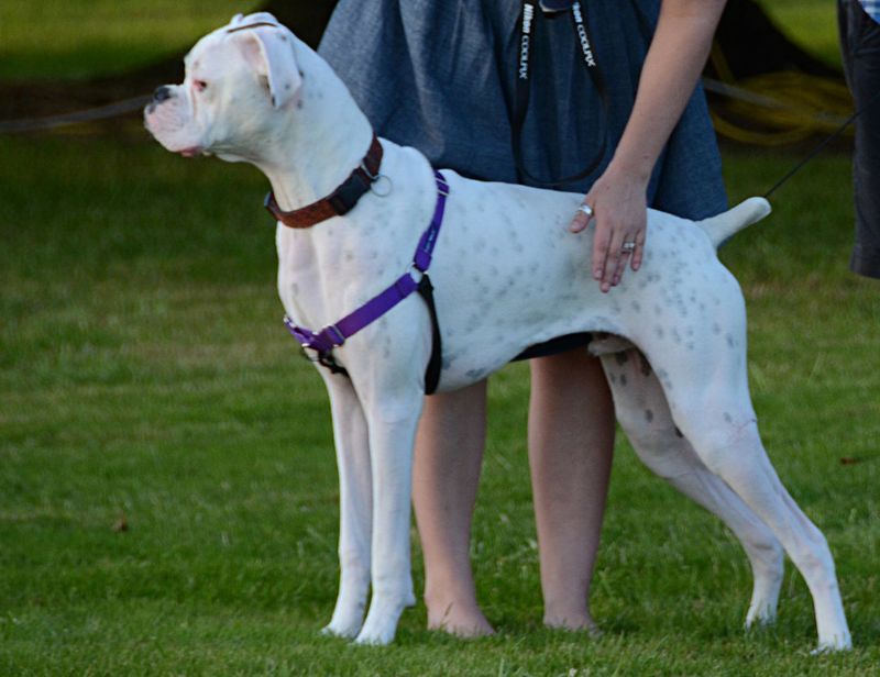 These 13 short-haired dog breeds are loved for their charm and simplicity
