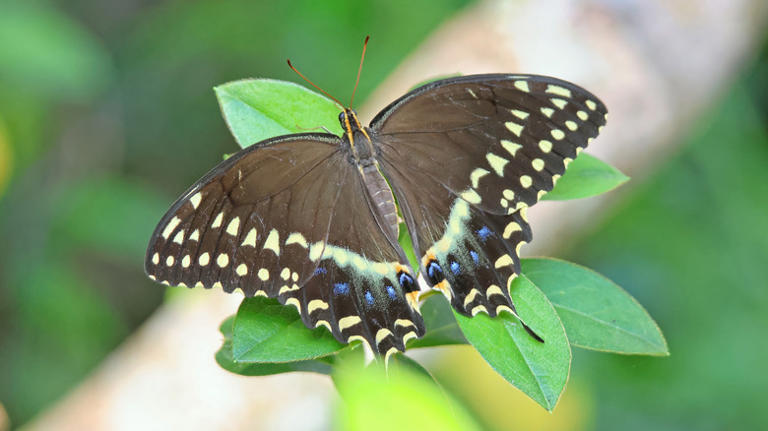 The blue-green-leaved herb that'll bring more pollinators to your yard