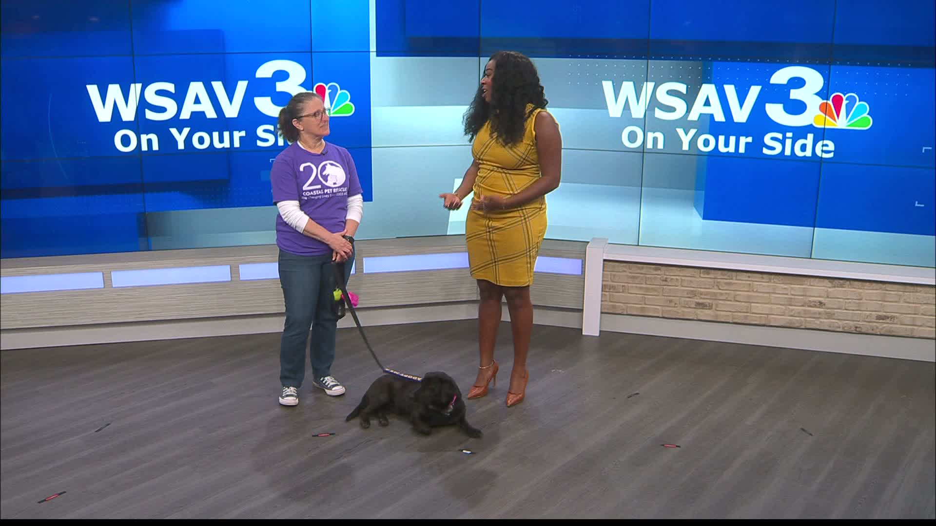 Pet of the week: Meet Shortie