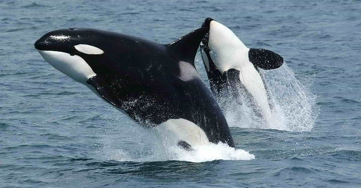Surprising stories of animals messing with humans
