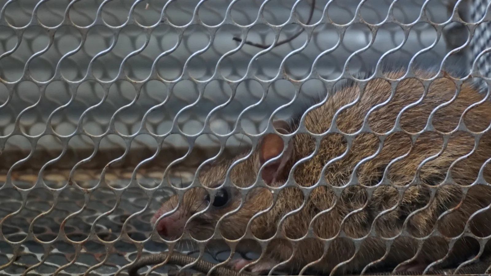 US officials encourage eating invasive species to help protect native ...