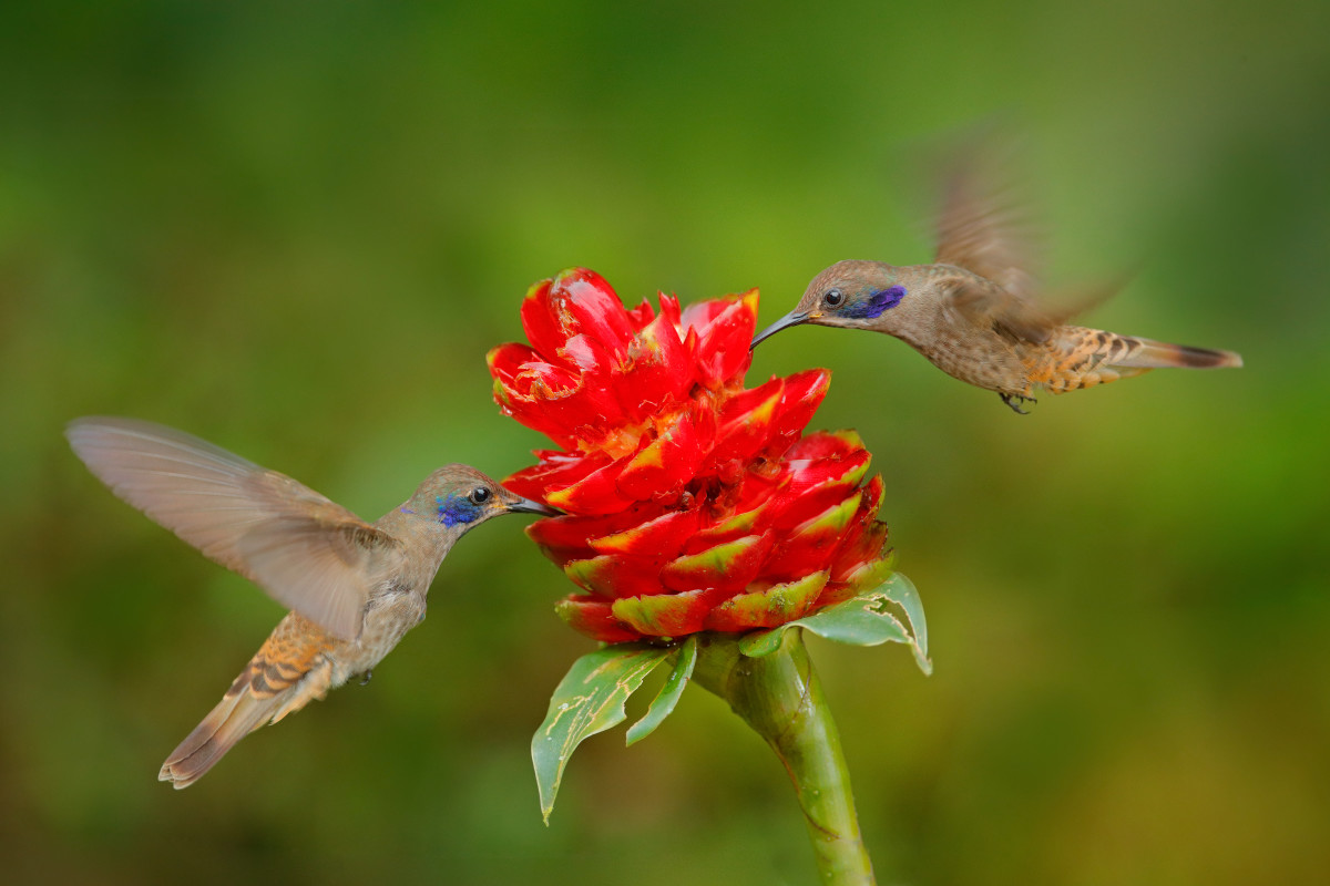 Hummingbird migration is underway—track their spring return on this map