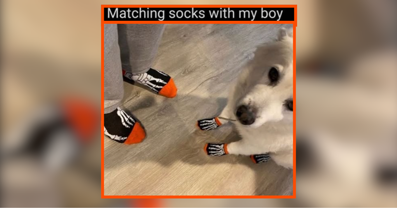 25 downright delightful dog memes for dog dads indulging in ...