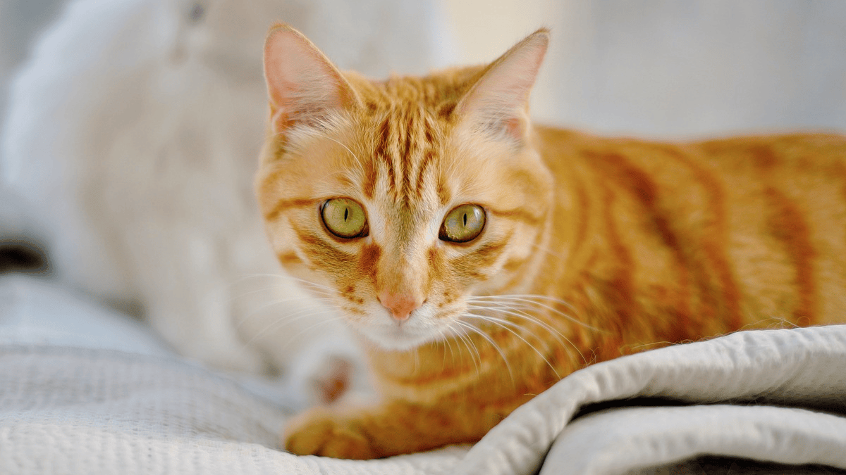 Does your cat act like you? Here's what the experts say