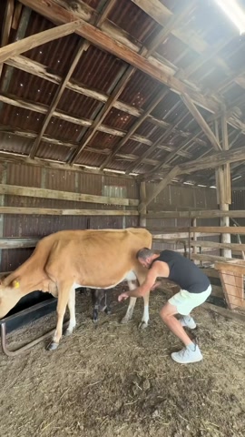 Can this clever calf find her way out?
