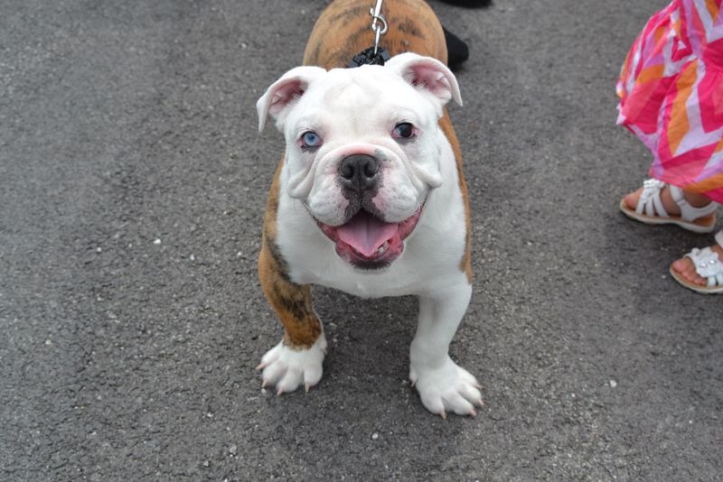 12 dog breeds that stay happy with very little exercise
