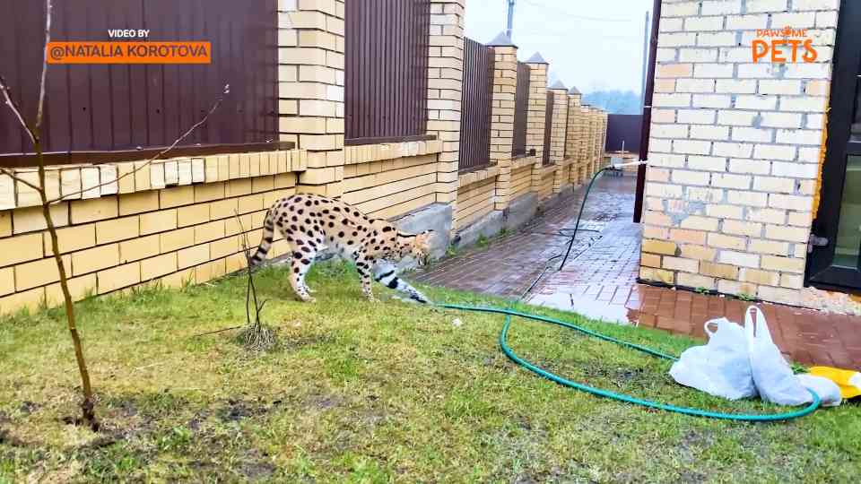 Pet serval plays with hosepipe