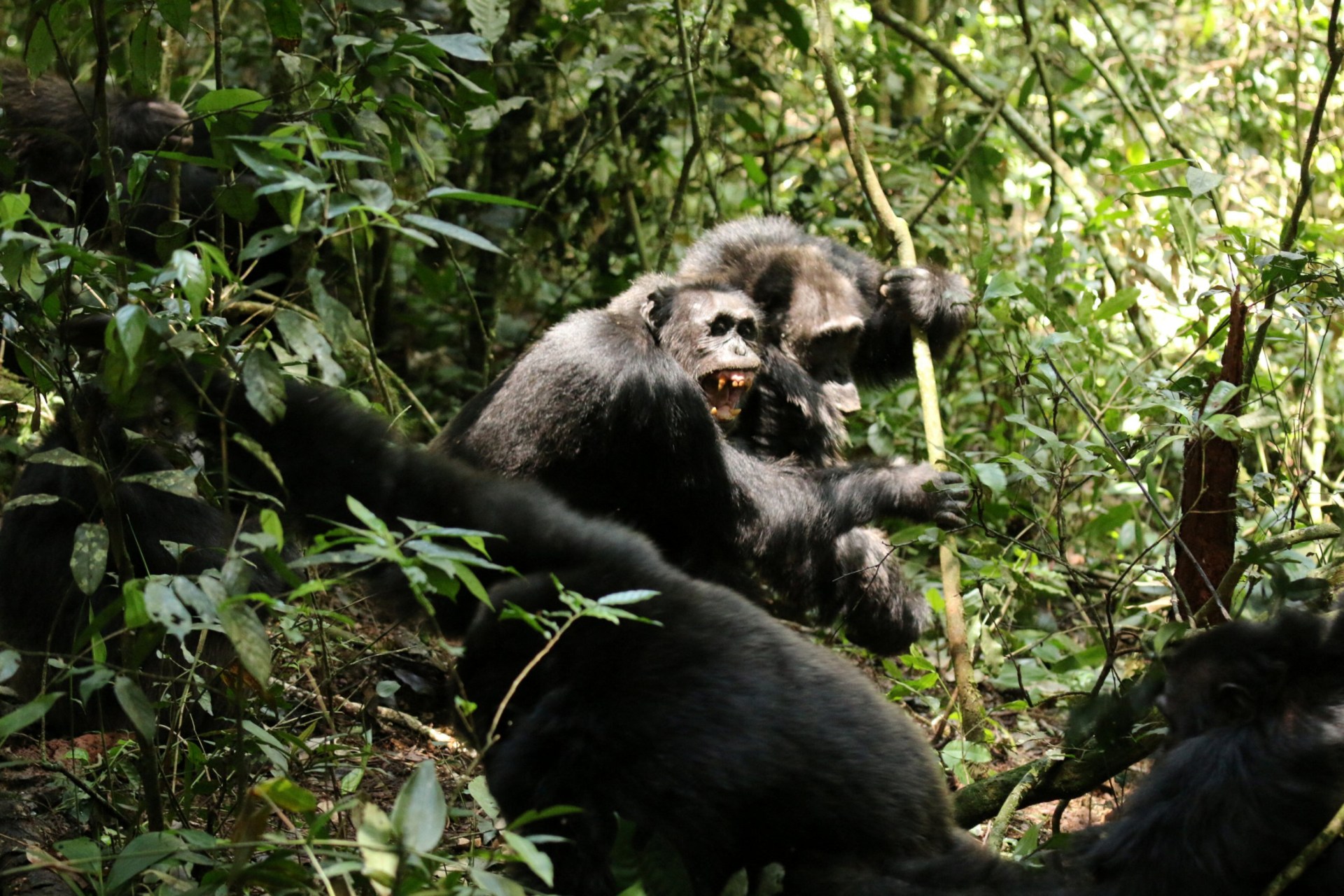 Chimp 'civil war' breaks out between 200 great apes