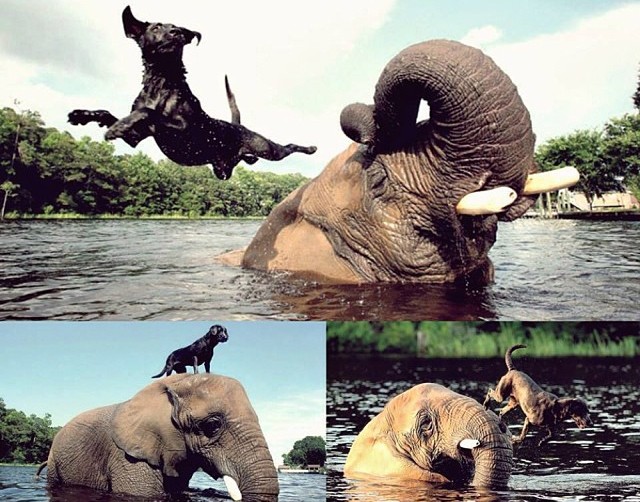 Unexpected animal friendships that will melt you