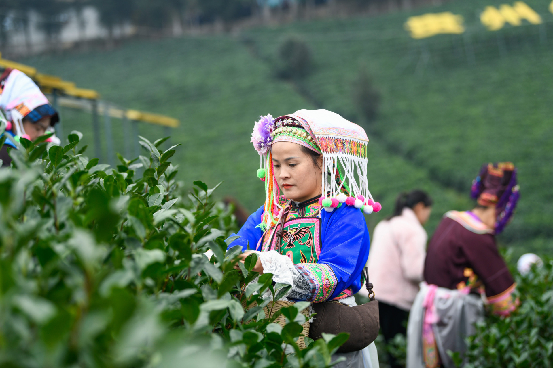 The top tea-producing countries in the world