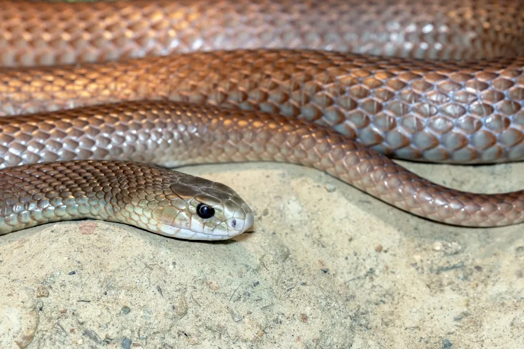 In Australia, these animals are feared for a reason
