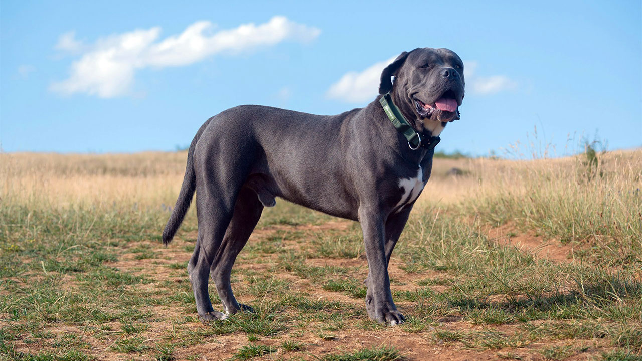 20 dog breeds that seem friendly until something feels off