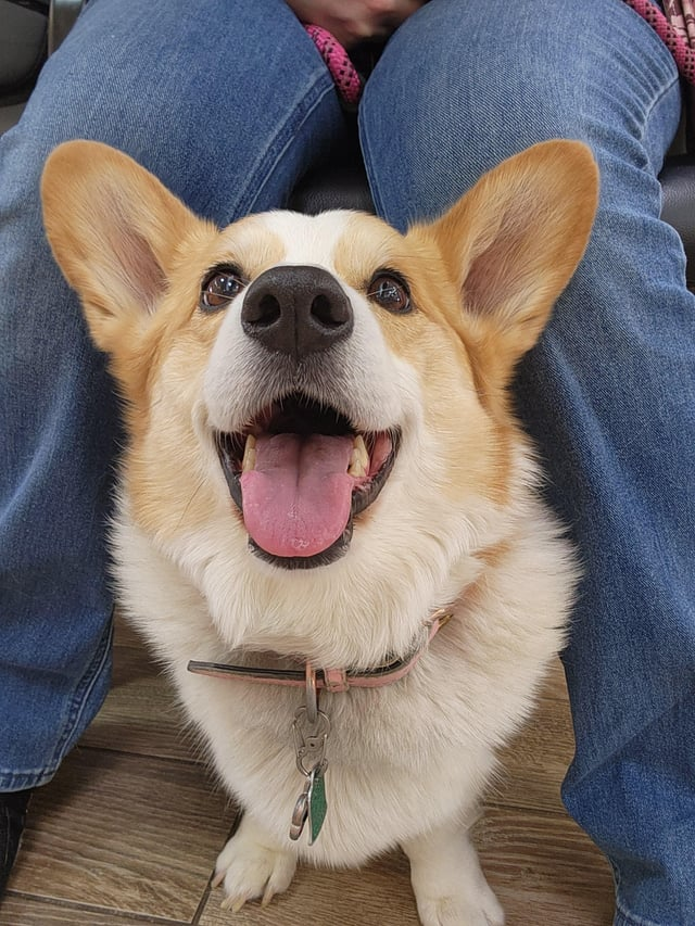 26 sweet doggo snouts begging to be booped