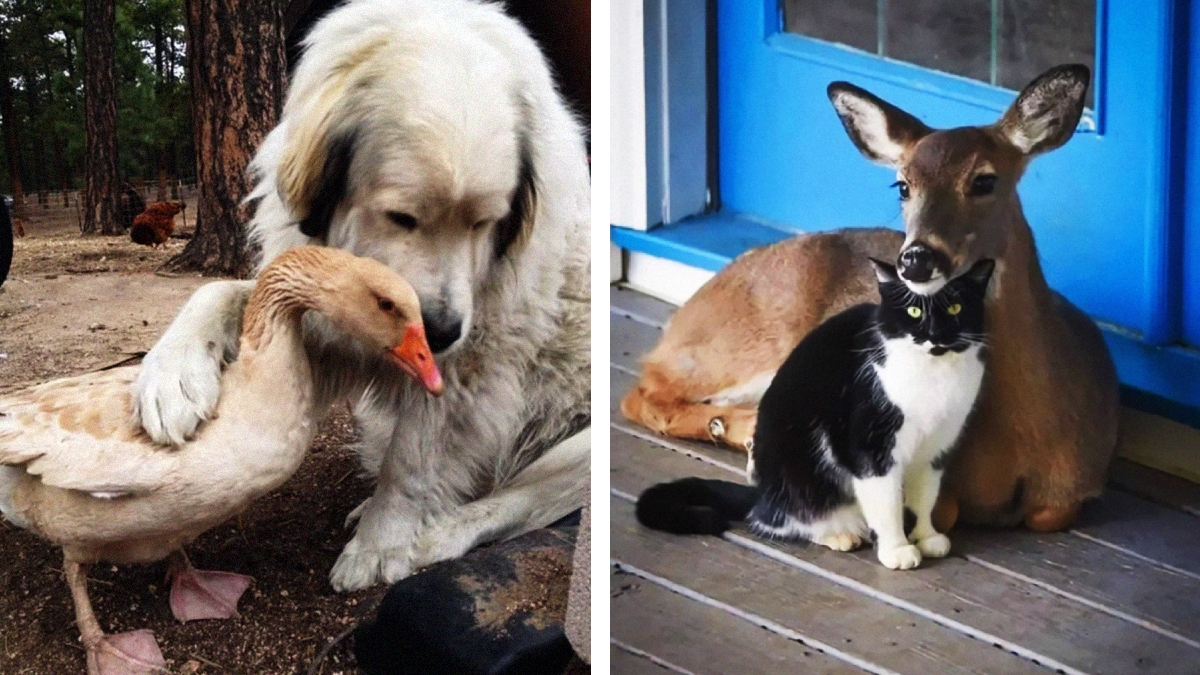 15 heartwarming photos of animals that formed bonds with different species