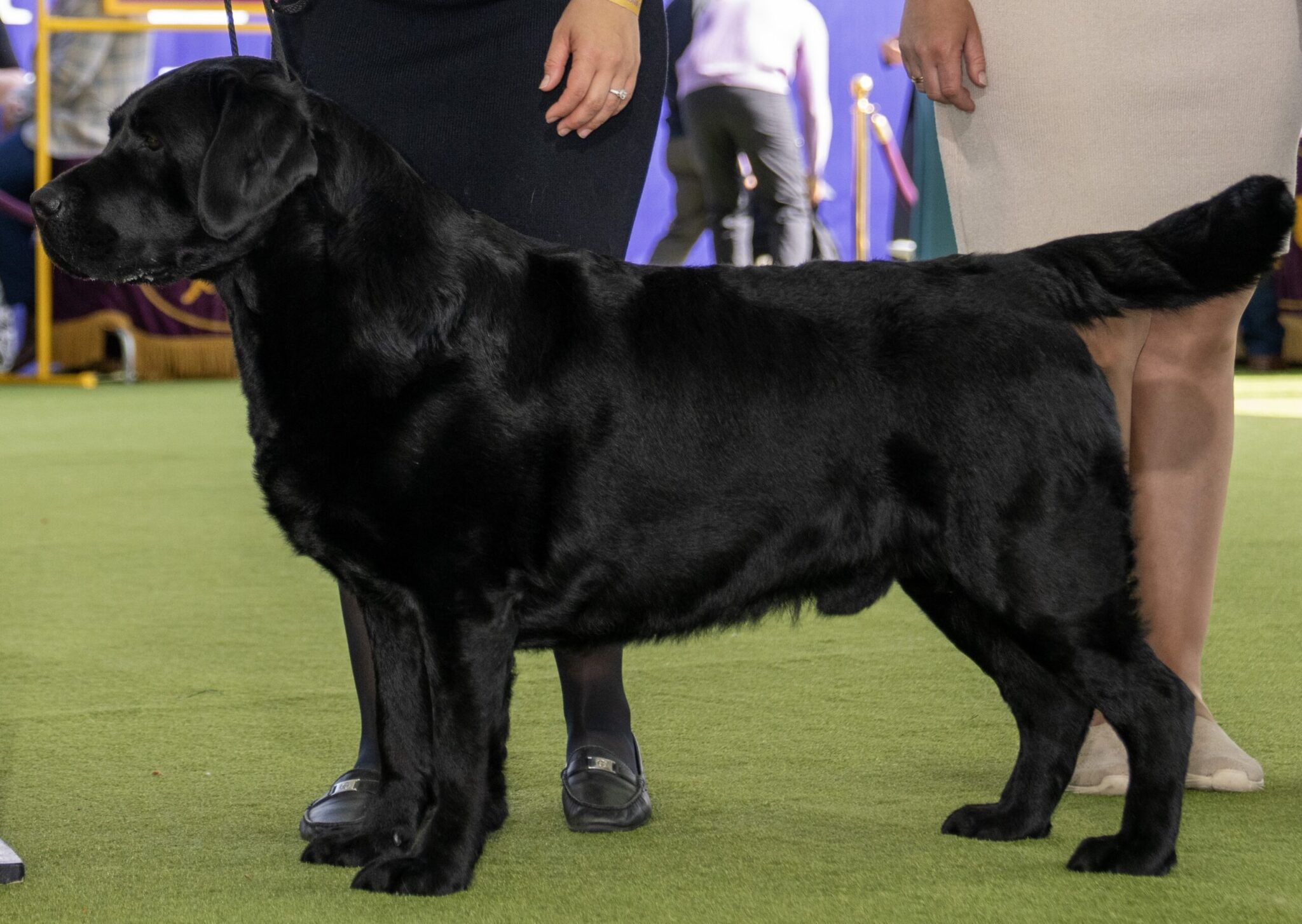 30 hilarious dog names that shouldn’t exist