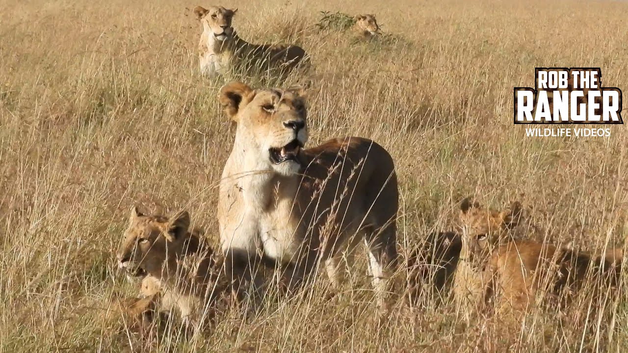 Lions stroll across the vast and beautiful sunny African plains