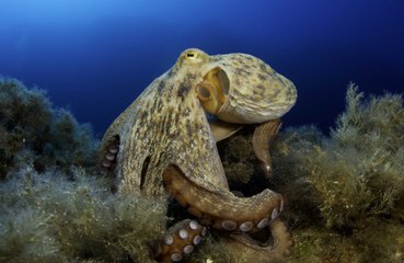 A sea creature once hailed as the world’s oldest octopus has officially ...