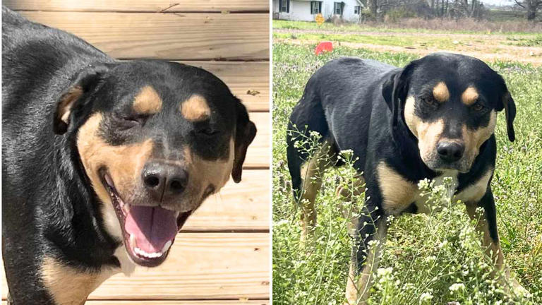 Friendly dog is searching for family after living for years on the streets