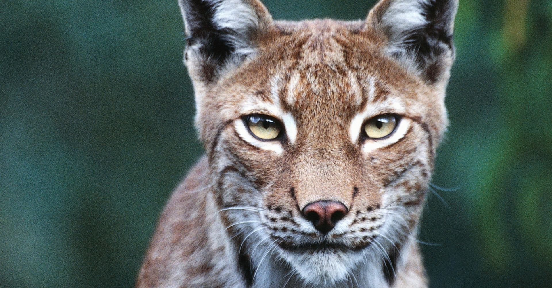 Tufts and teeth: fascinating facts about the lynx