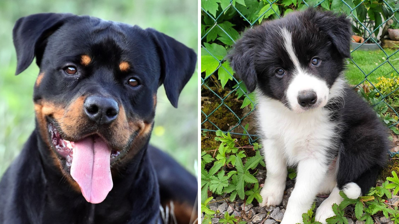30 hilarious dog names that shouldn’t exist