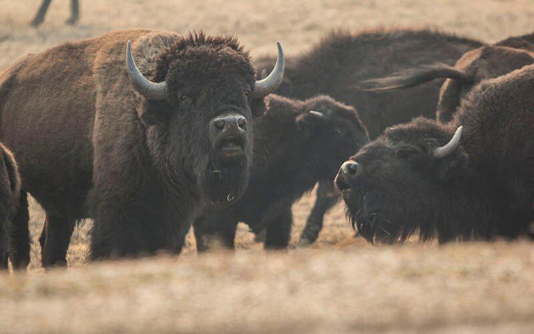Trump administration targets bison on federal grazing lands