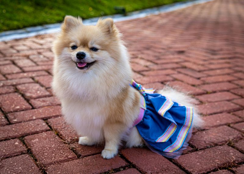 12 tiny dogs with hilarious personalities you won't expect
