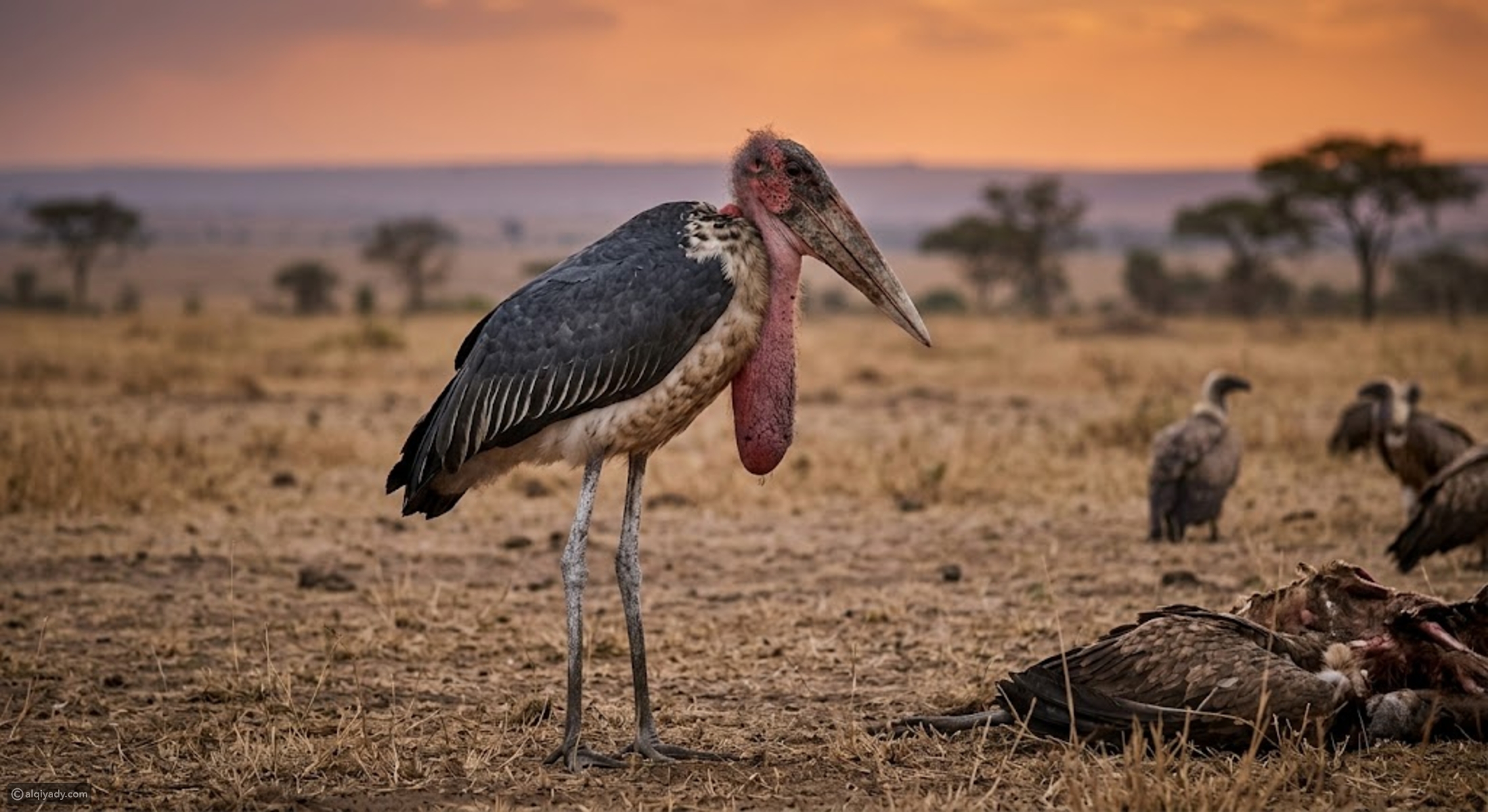 Top 10 dangerous birds and their surprising threats