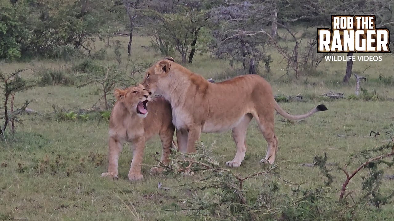 Wild lions found right outside the small and quiet camp
