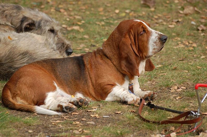 12 dog breeds that stay happy with very little exercise