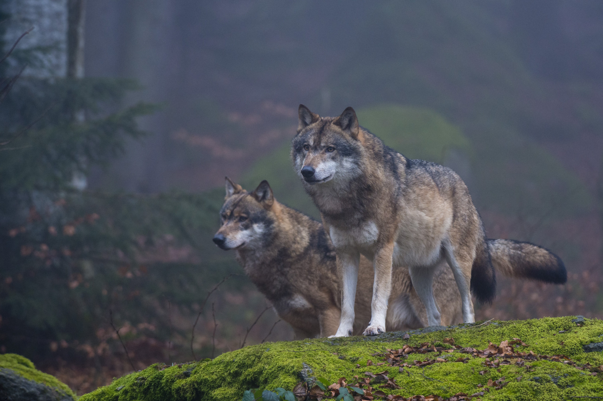 These animals are associated with the devil