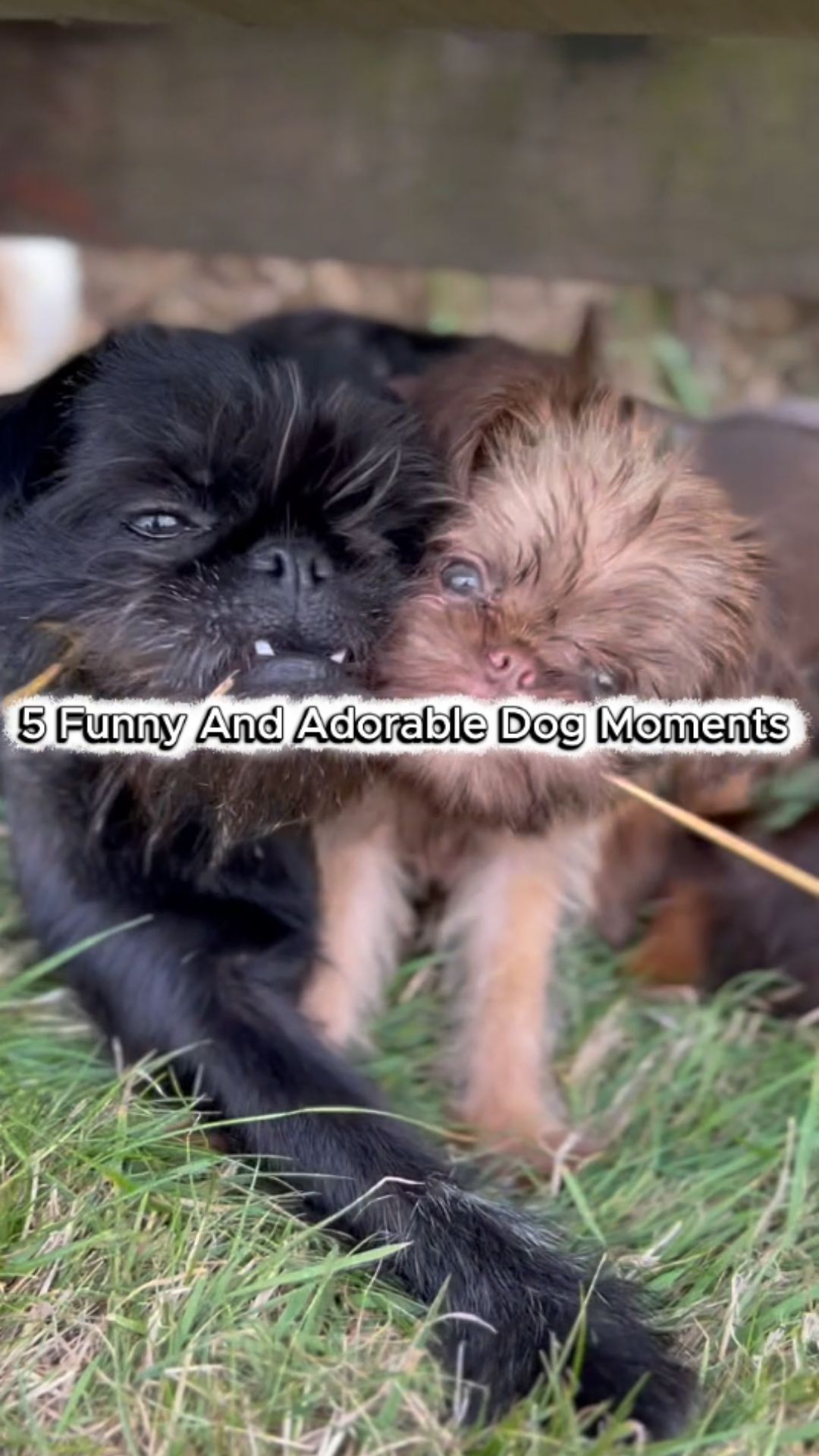 5 funny and adorable dog moments