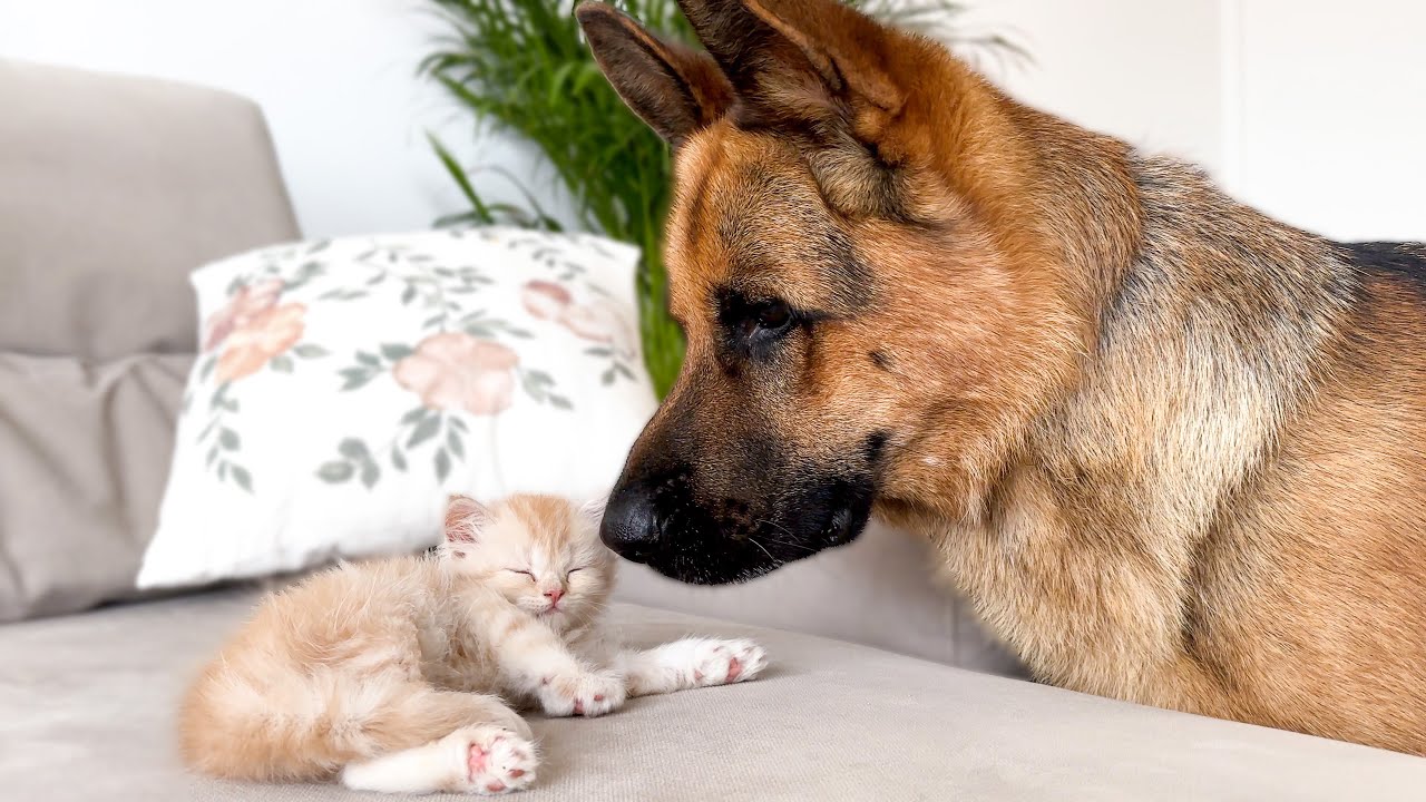 German shepherd wakes tiny kitten so gently
