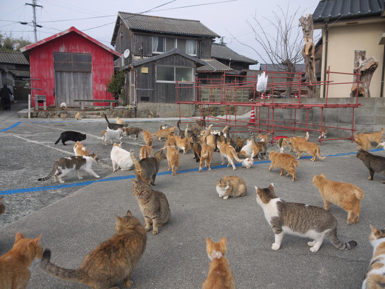 Aoshima: Japan's tiny 'cat island' where felines hugely outnumber humans