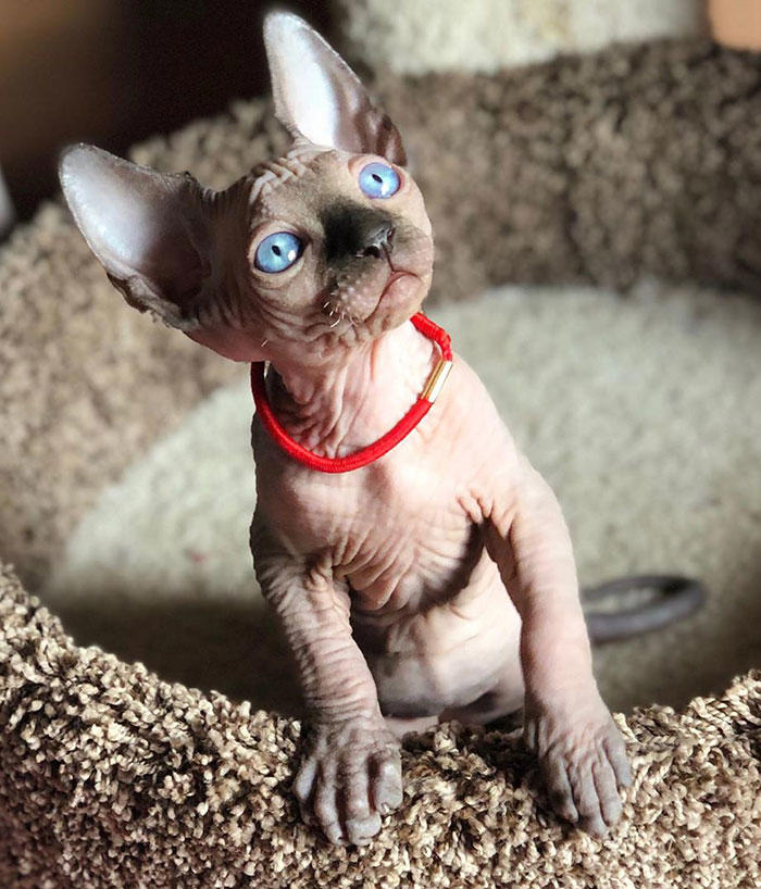 29 adorable Sphynx kittens to make you obsessed with them